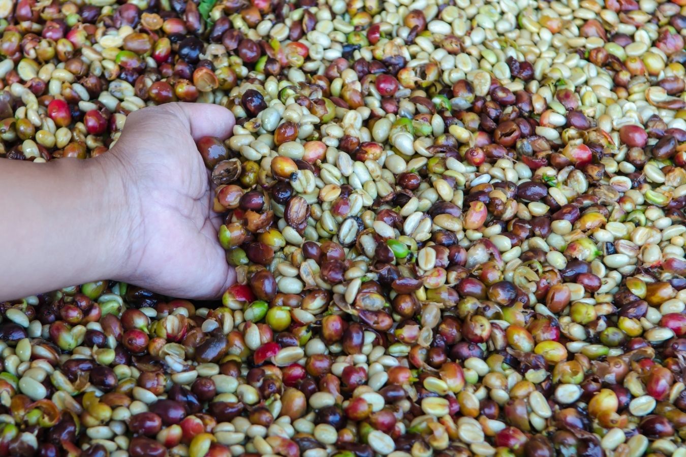 The Development Of Robusta Coffee Trees In Vietnam | Helena JSC