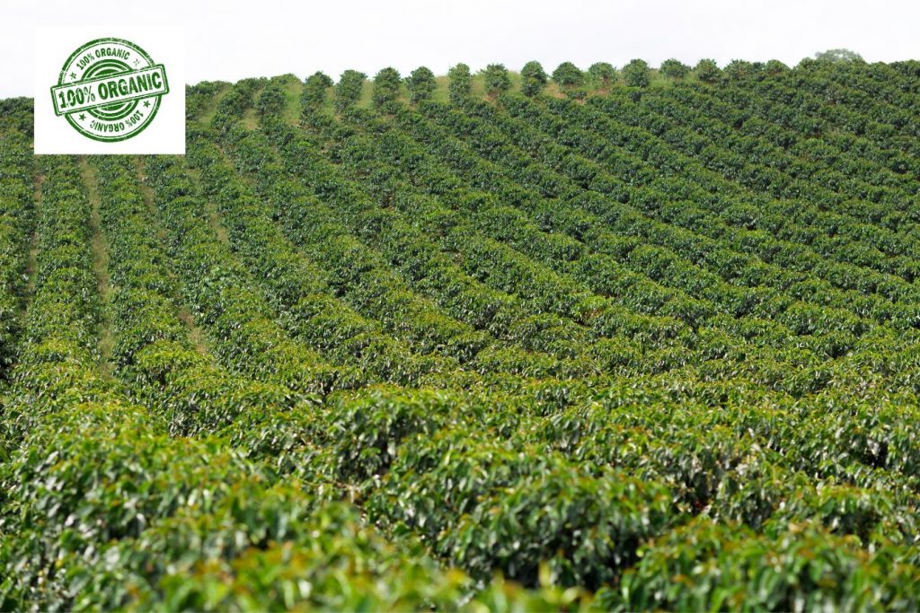 Organic Certification Coffee - Rainforest Alliance / UTZ Certification