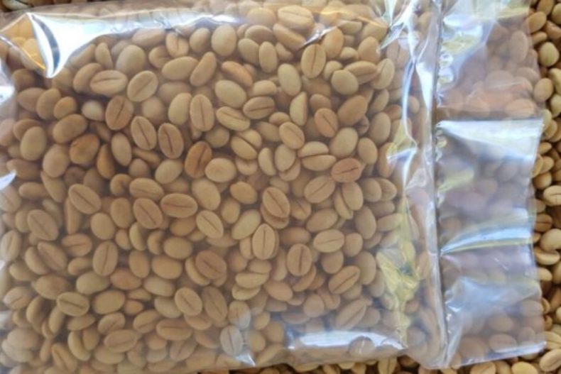 How To Buy Robusta Coffee Seeds for Planting with Pest Resistance and ...